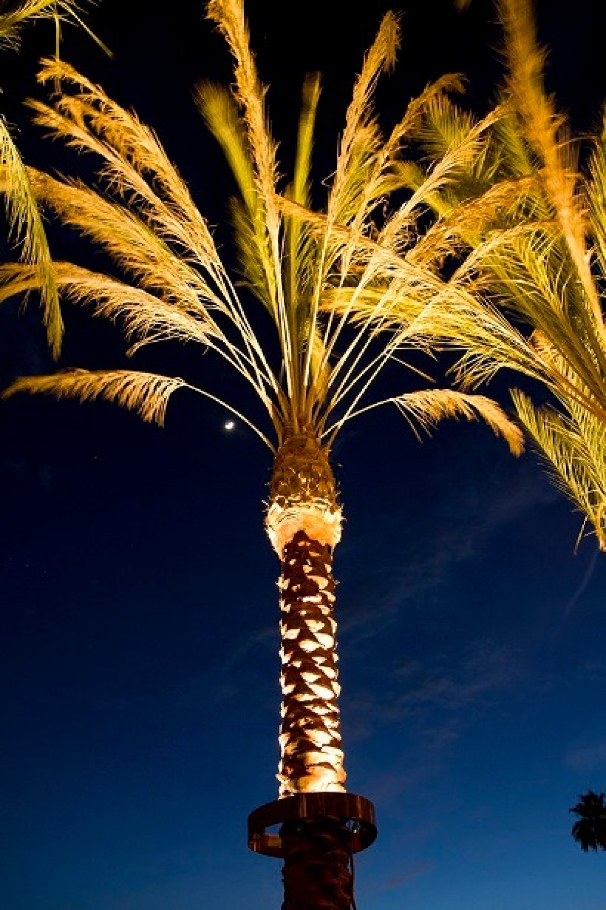 Palm Lighting - Parr Aydınlatma